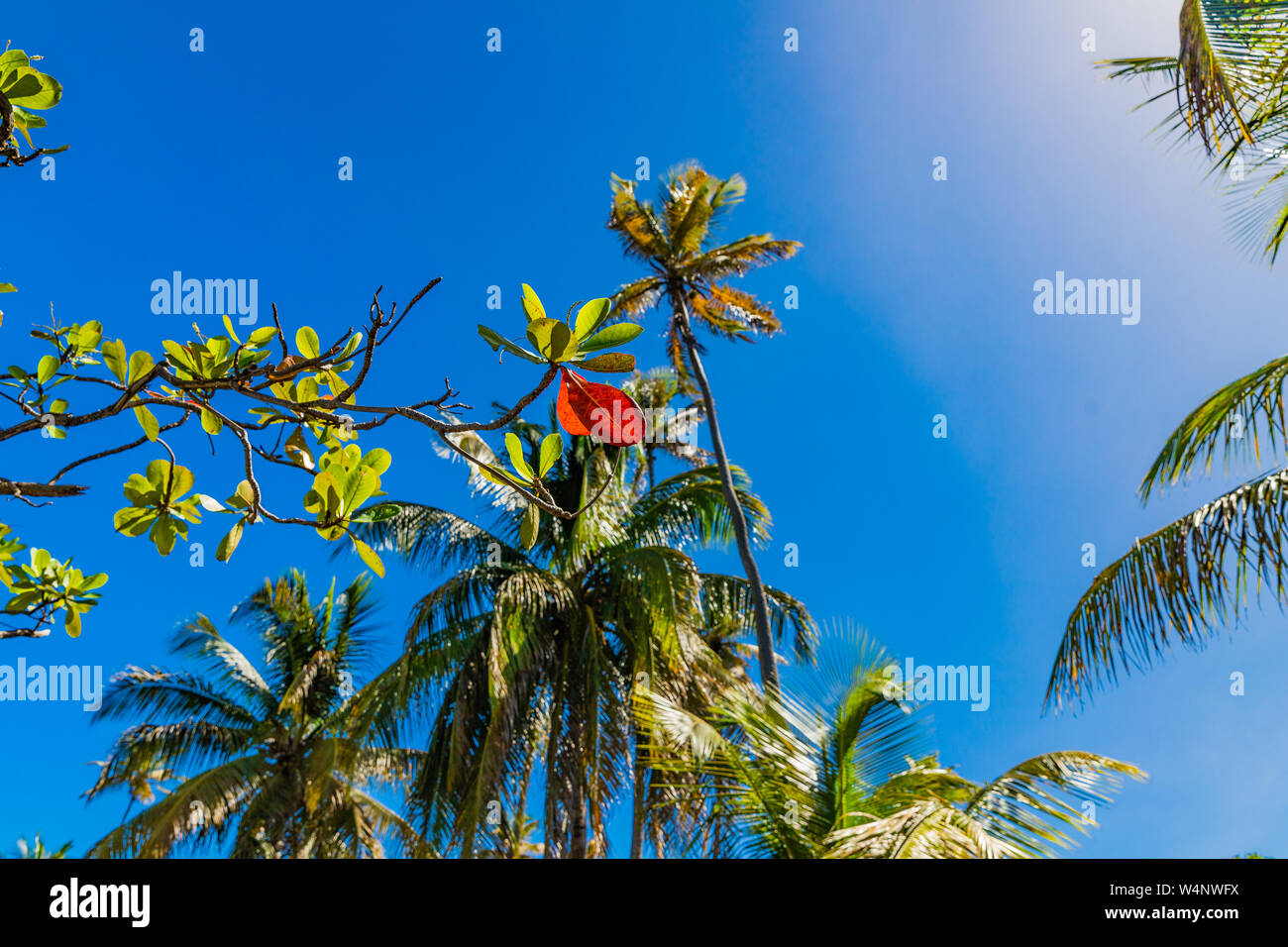 Saint Vincent and the Grenadines, Black point park Stock Photo - Alamy