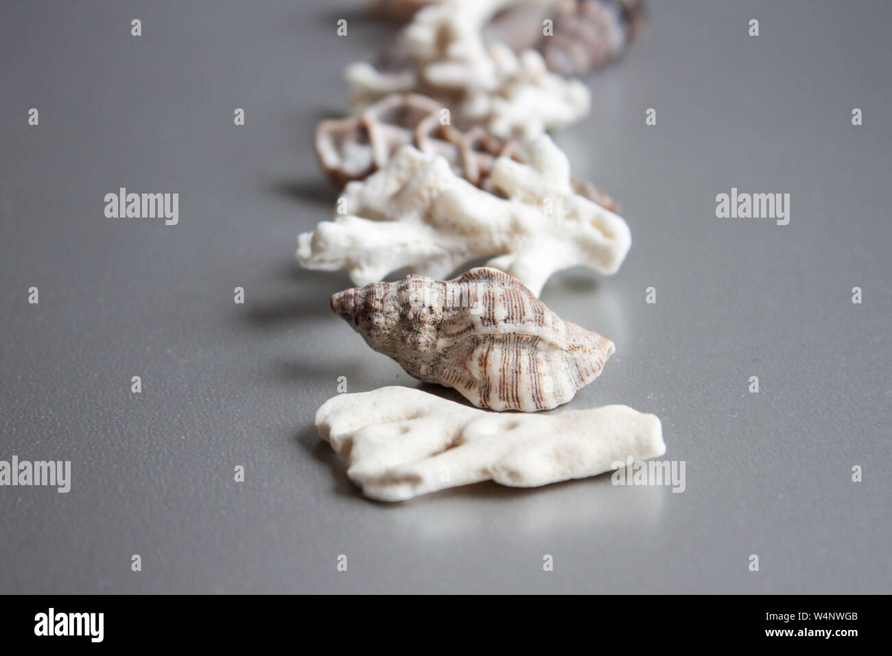Sea shells, stones, mussels and corals background Stock Photo - Alamy