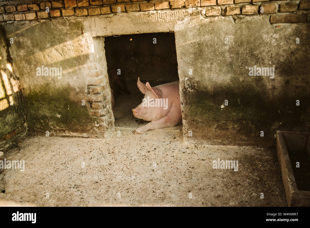 A little piglet is in barn Stock Photo - Alamy