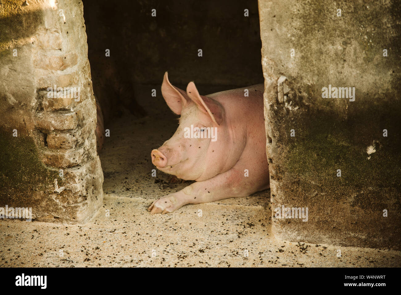 A little piglet is in barn Stock Photo - Alamy