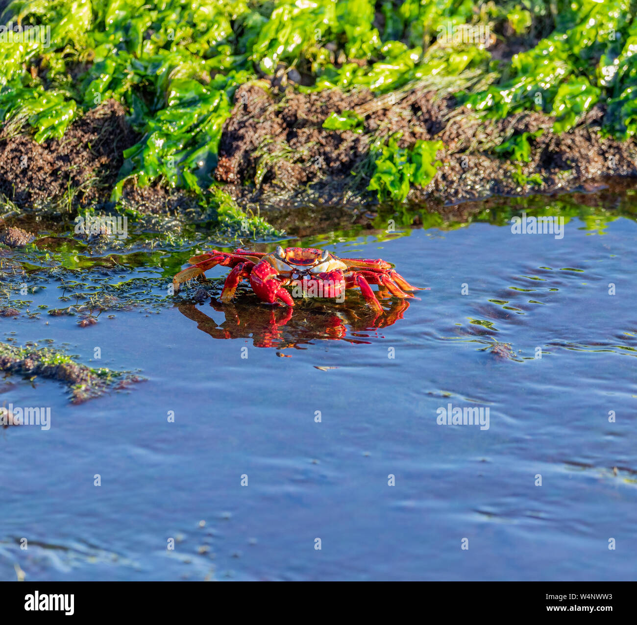 Saint Vincent and the Grenadines, red caribbean crab eating algae Stock ...