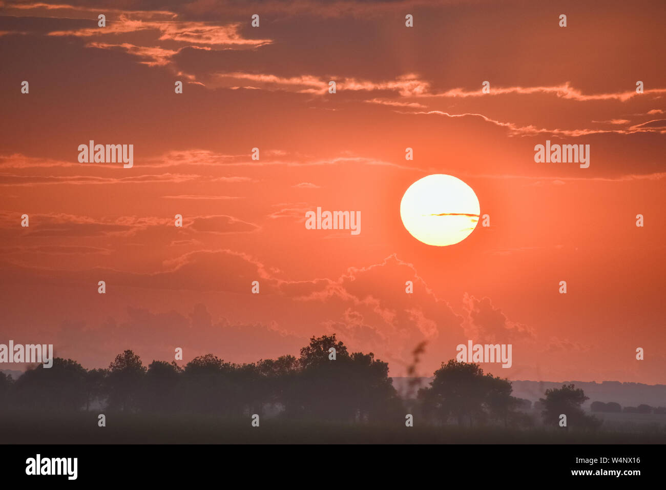 Gold sun between trees hi-res stock photography and images - Alamy