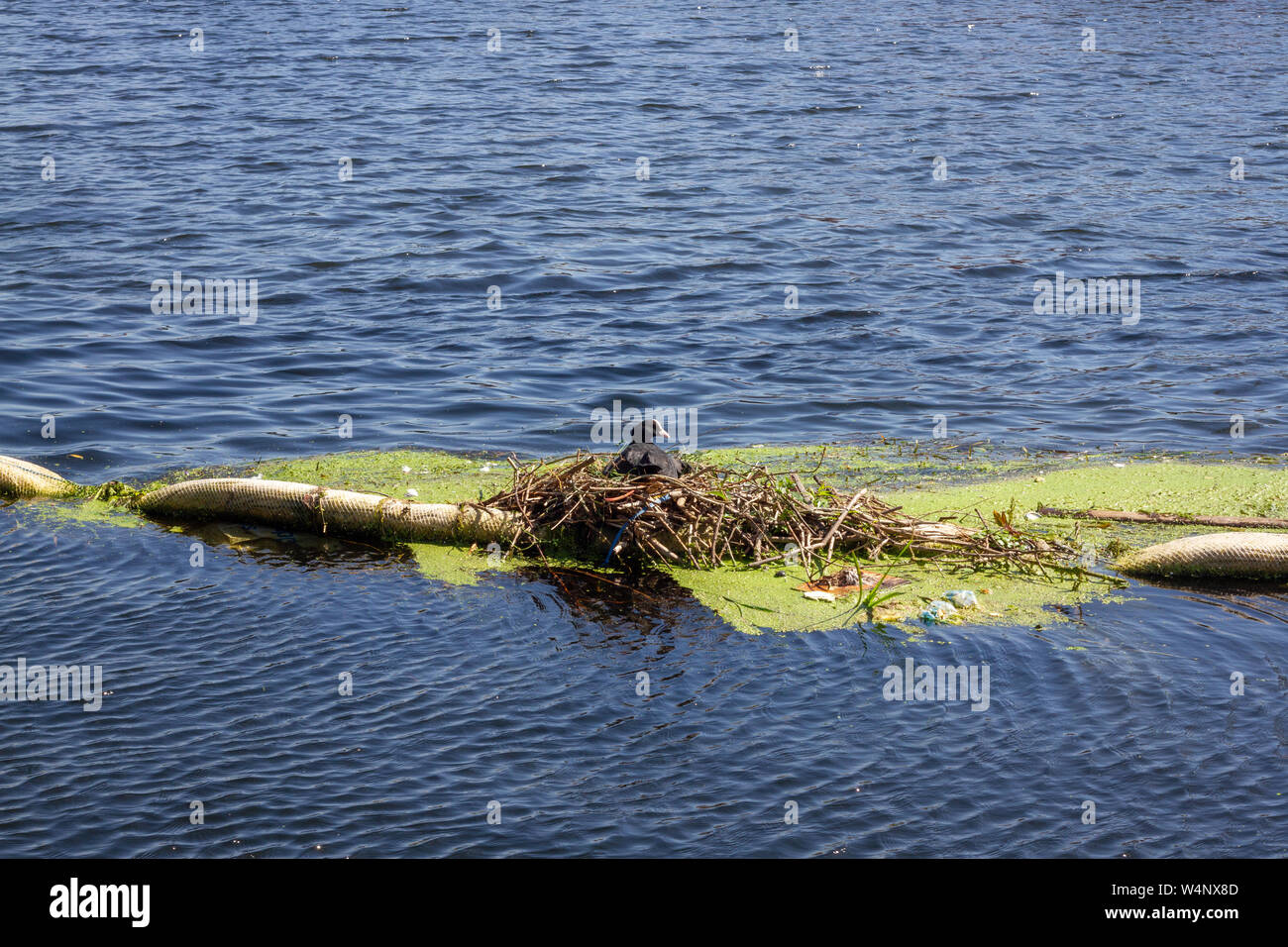 Waterfowl nesting hi-res stock photography and images - Alamy