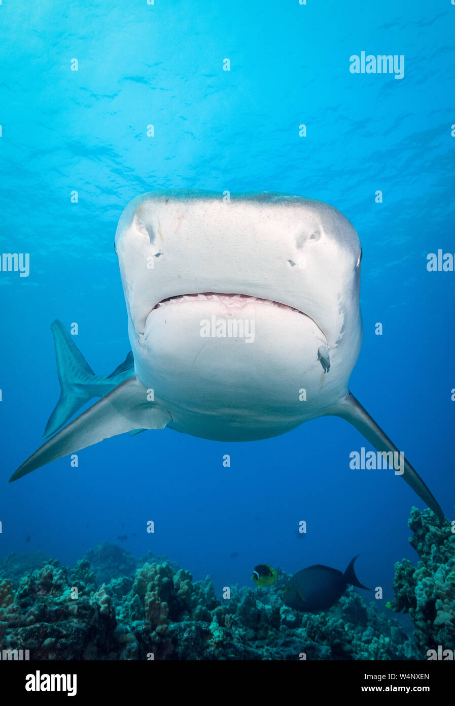 Galeocerdo Cuvier Tiger Shark High Resolution Stock Photography and ...