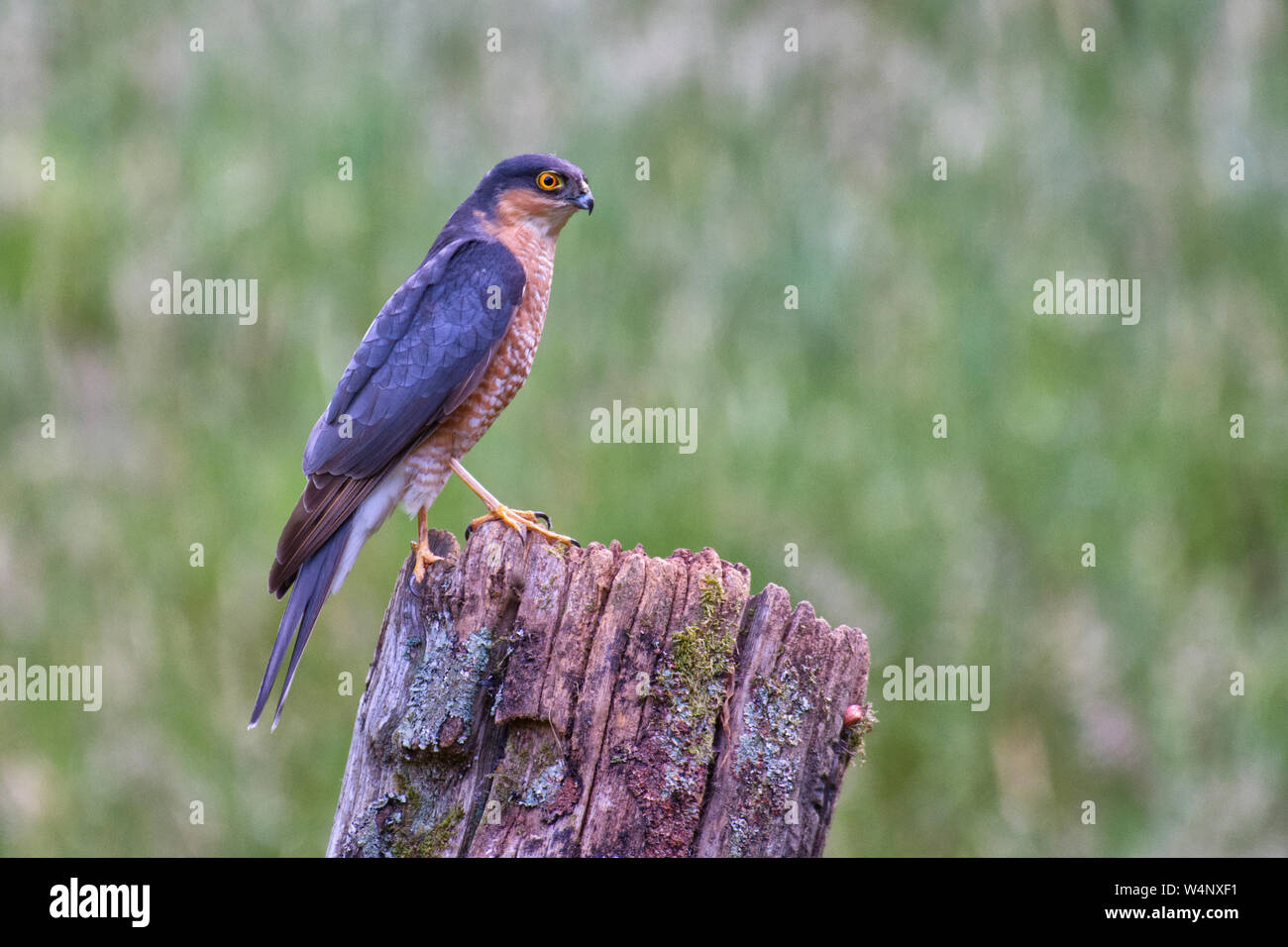 Blue male sparrow hawk hi-res stock photography and images - Alamy