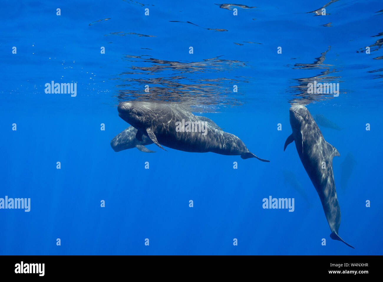 Short Finned Pilot Whales High Resolution Stock Photography and Images ...