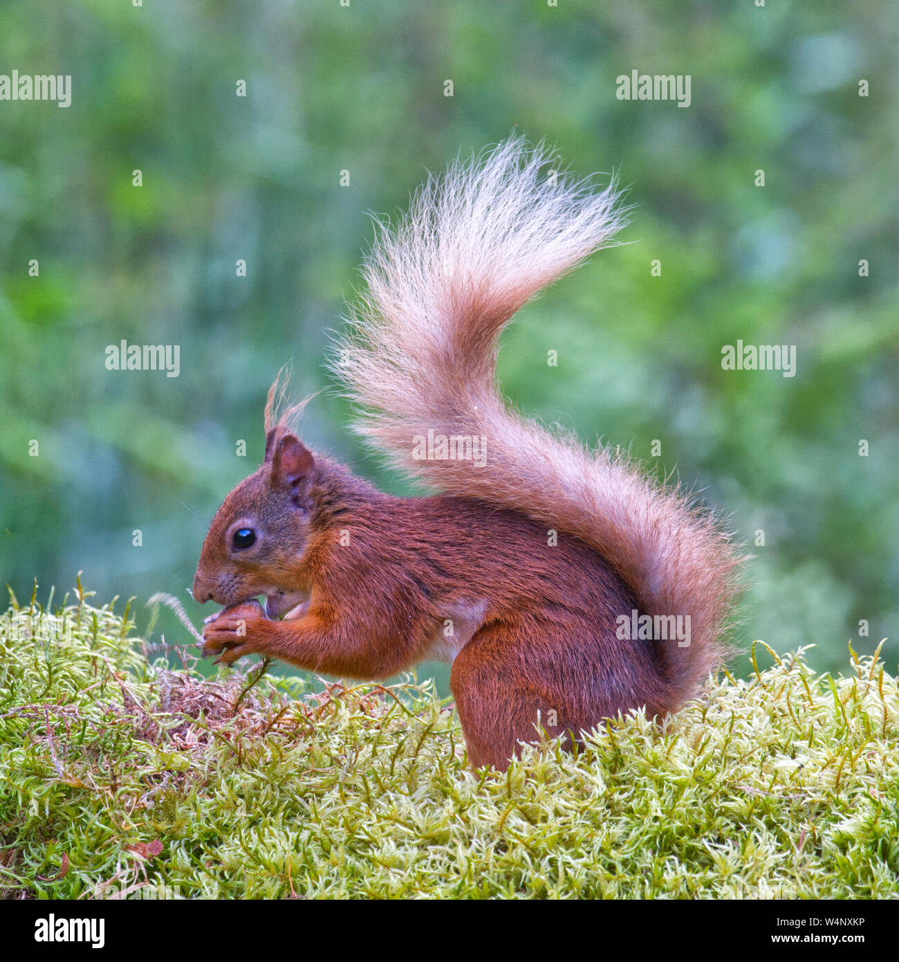 Side pov of red squirrel hi-res stock photography and images - Alamy