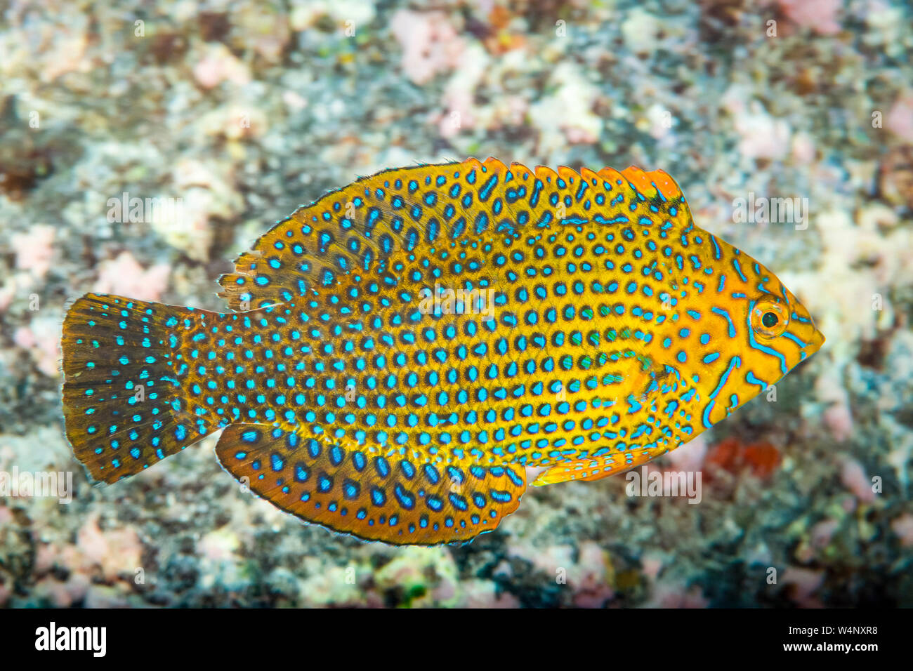 Aquarium Horizontal Format High Resolution Stock Photography and Images ...