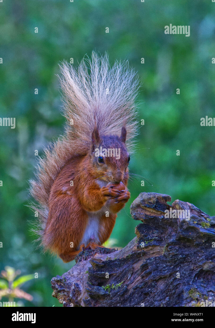 Side pov of red squirrel hi-res stock photography and images - Alamy