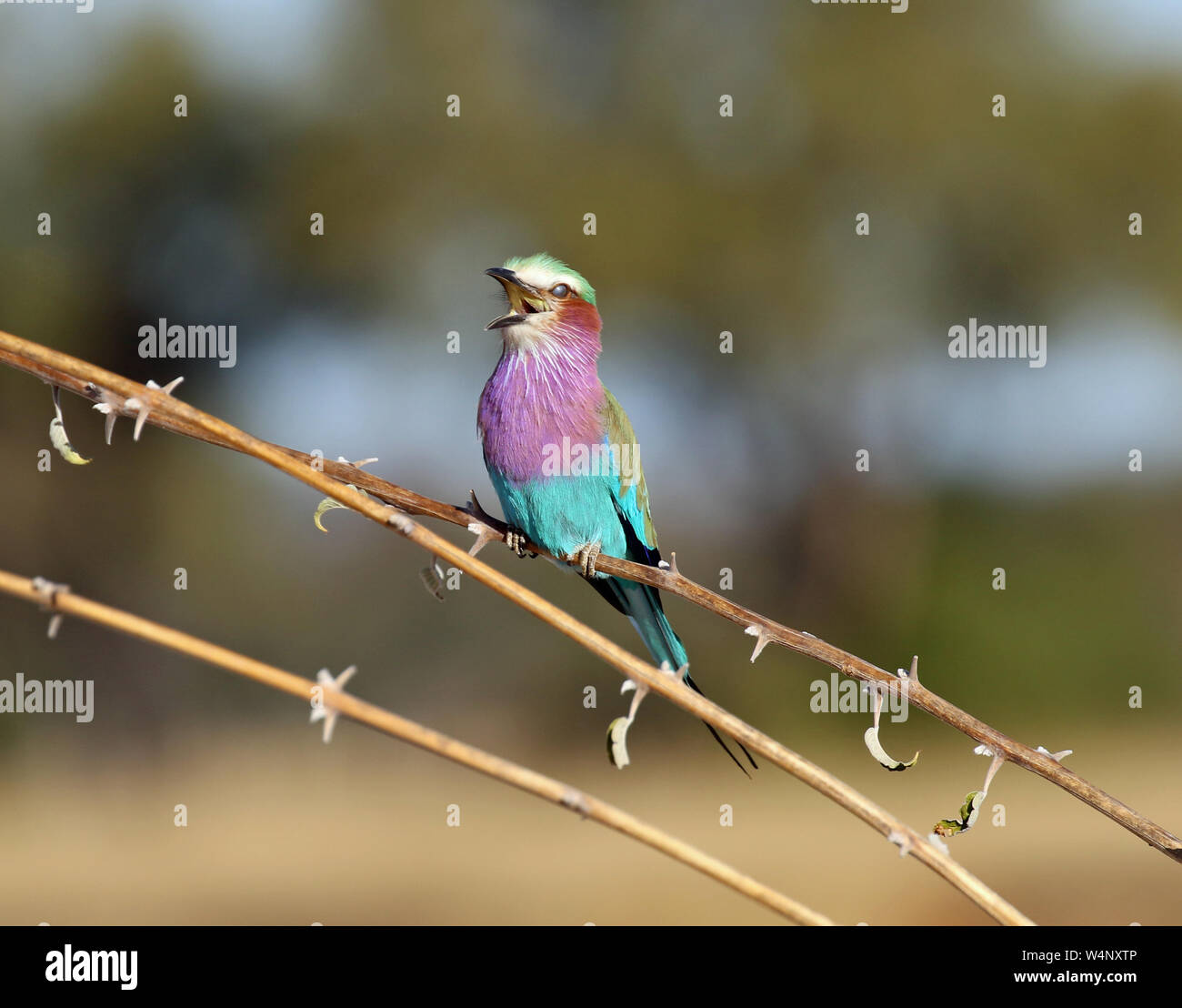 Lilac Breasted Roller Stock Photo - Alamy