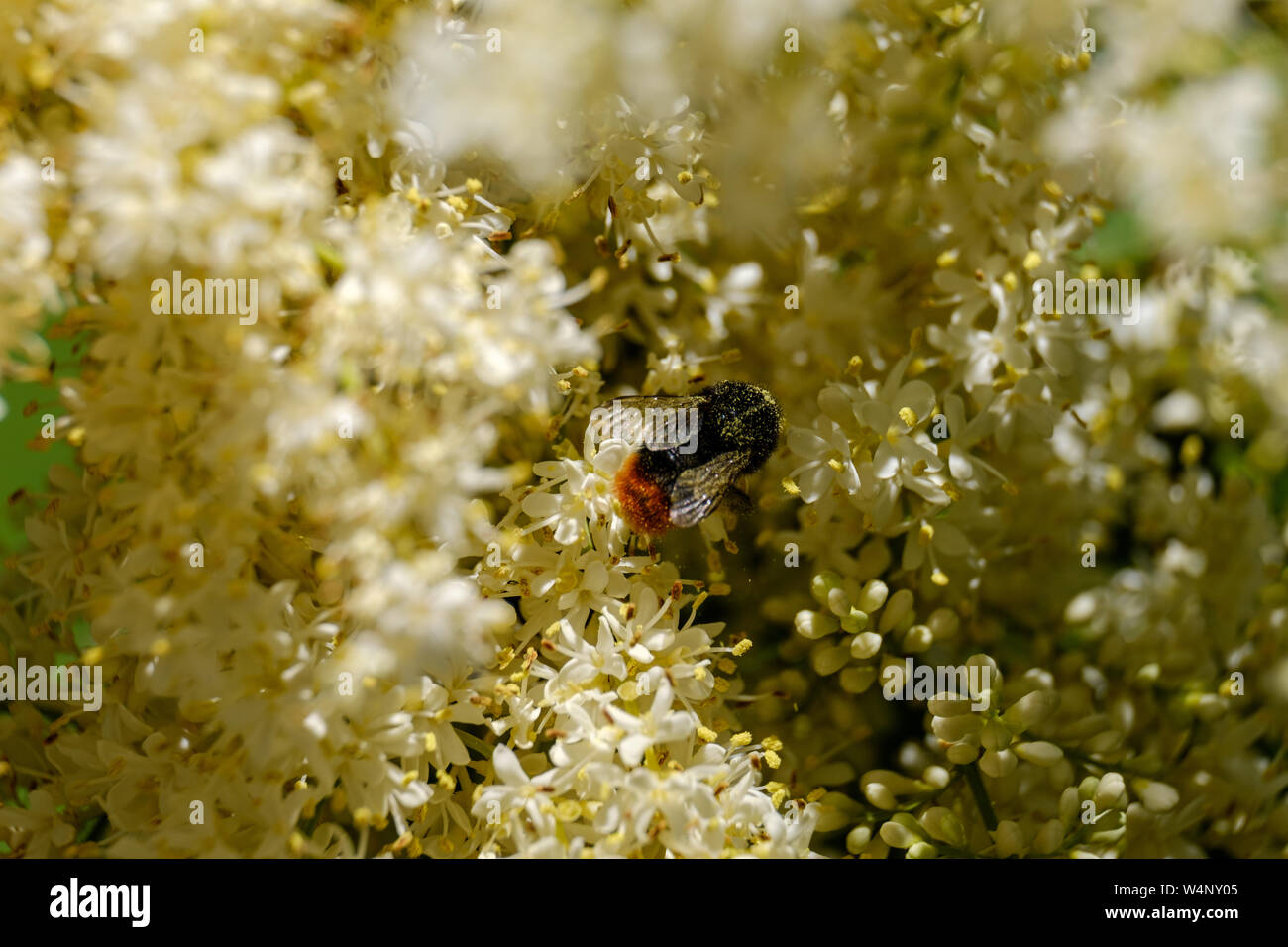Bee in pollen pollinates lilac. Process of fertilisation. Syringa ...