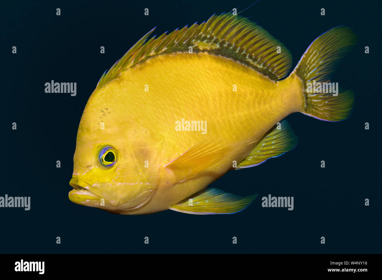 Waikiki Aquarium High Resolution Stock Photography and Images - Alamy