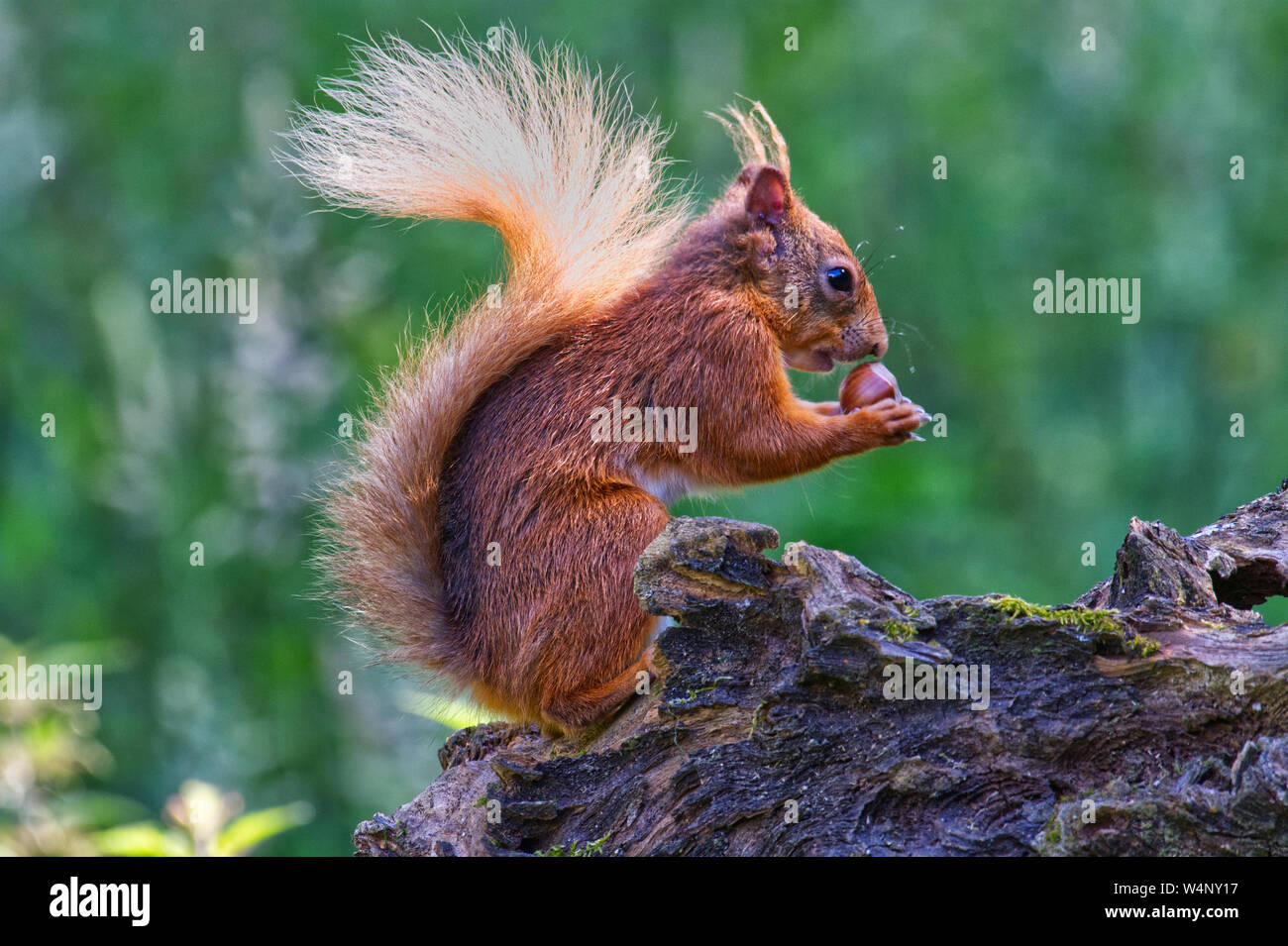 Side pov of red squirrel hi-res stock photography and images - Alamy