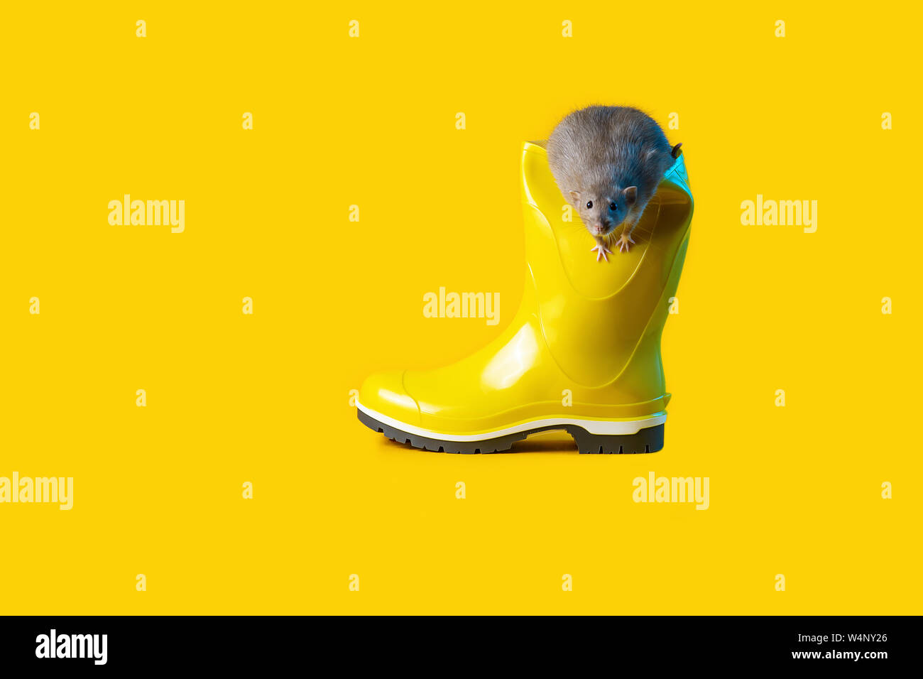 decorative rat in bright yellow rubber boot on blue background ...