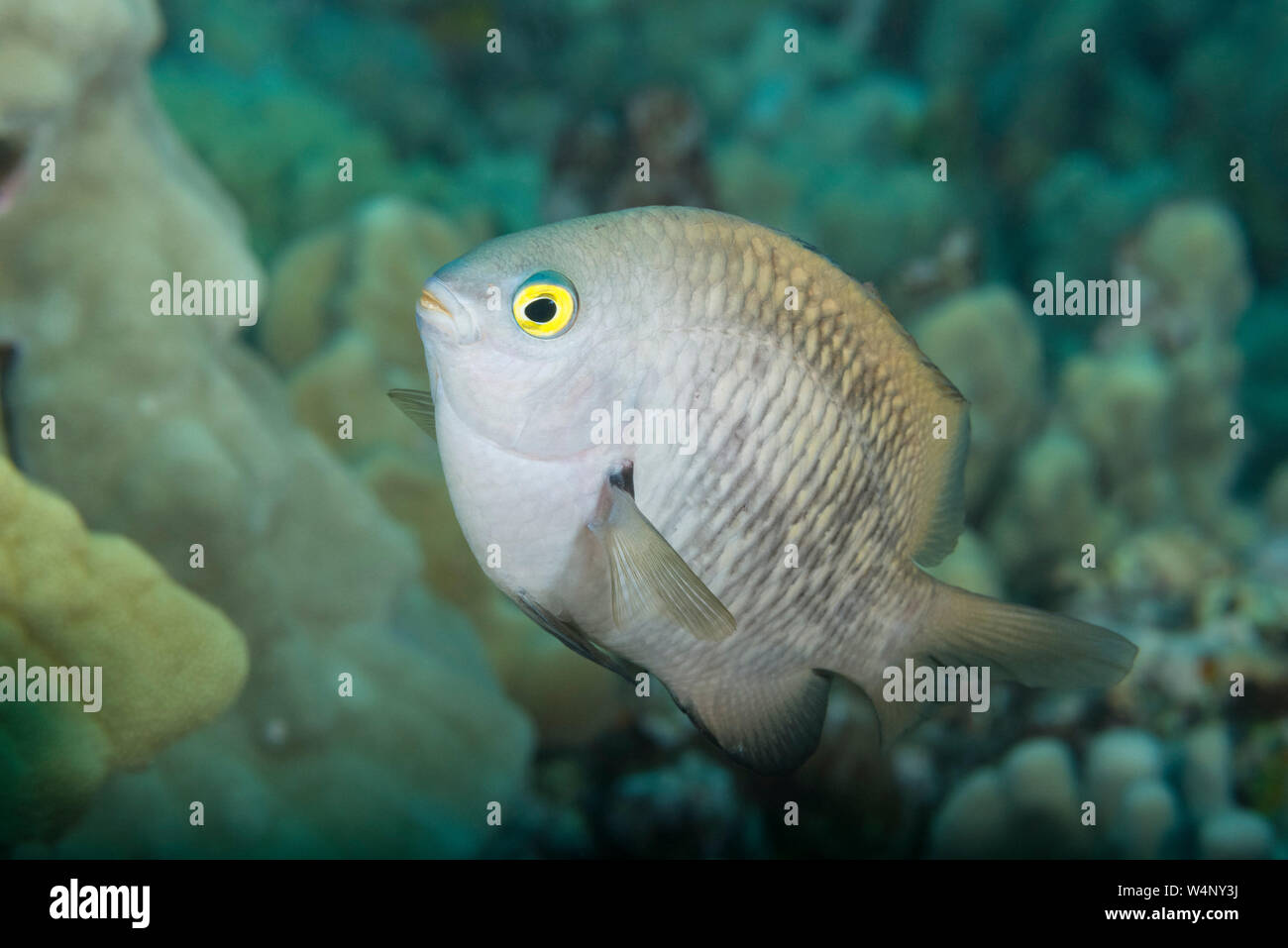 Pomacentrus Jenkinsi High Resolution Stock Photography and Images - Alamy