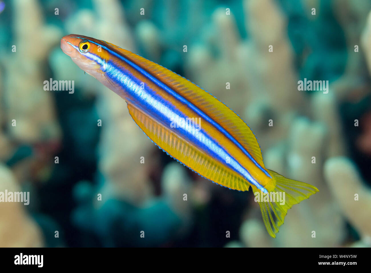Mimic Blenny High Resolution Stock Photography and Images - Alamy