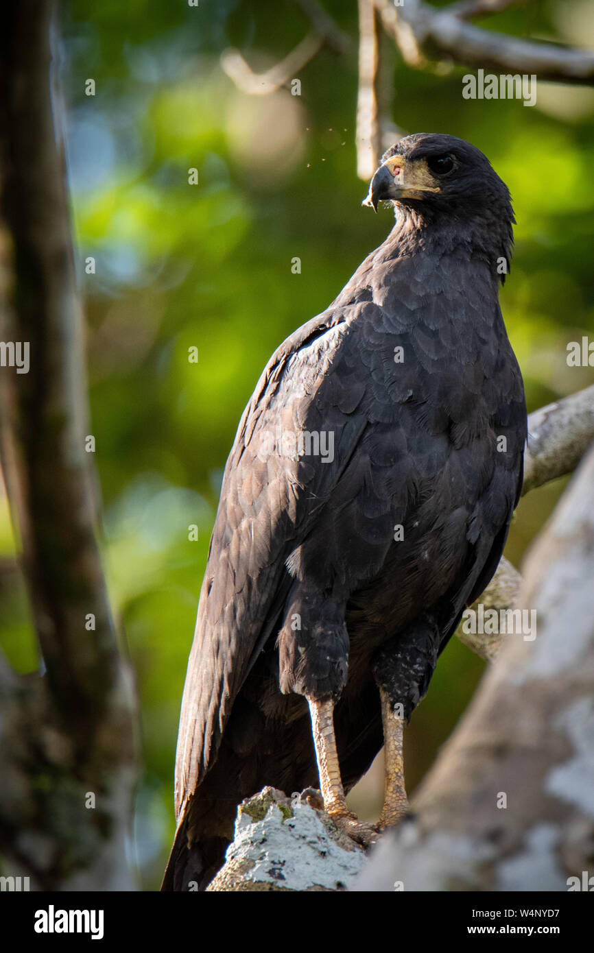 Great Black Hawk (Buteogallus urubitinga) in Peruvian Amazon Stock ...
