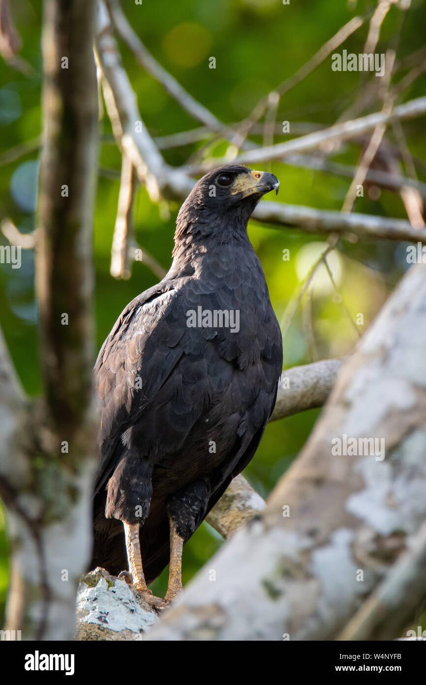 Great Black Hawk (Buteogallus urubitinga) in Peruvian Amazon Stock ...
