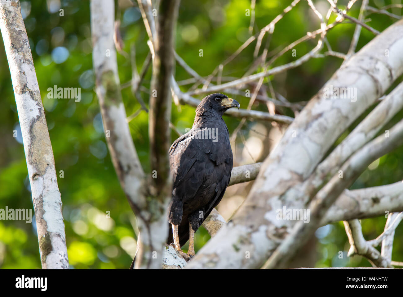 Great Black Hawk (Buteogallus urubitinga) in Peruvian Amazon Stock ...