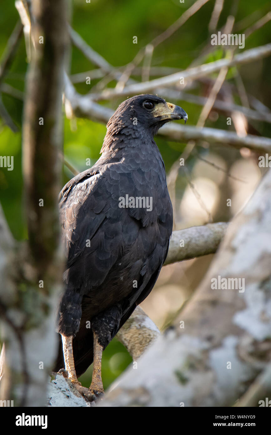 Great Black Hawk (Buteogallus urubitinga) in Peruvian Amazon Stock ...