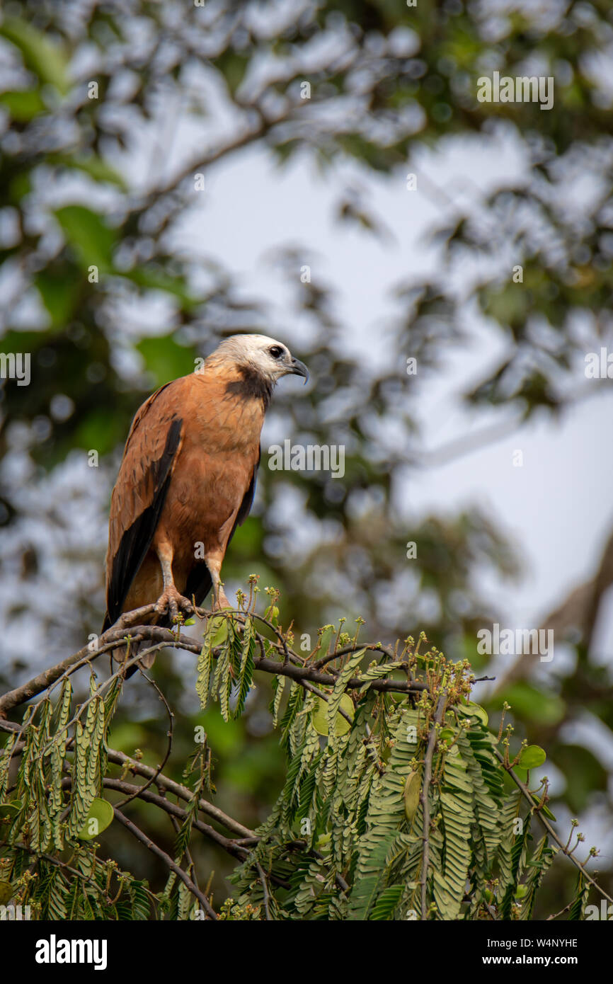 Black-collared hawk (Busarellus nigricollis) perched on a dead tree ...