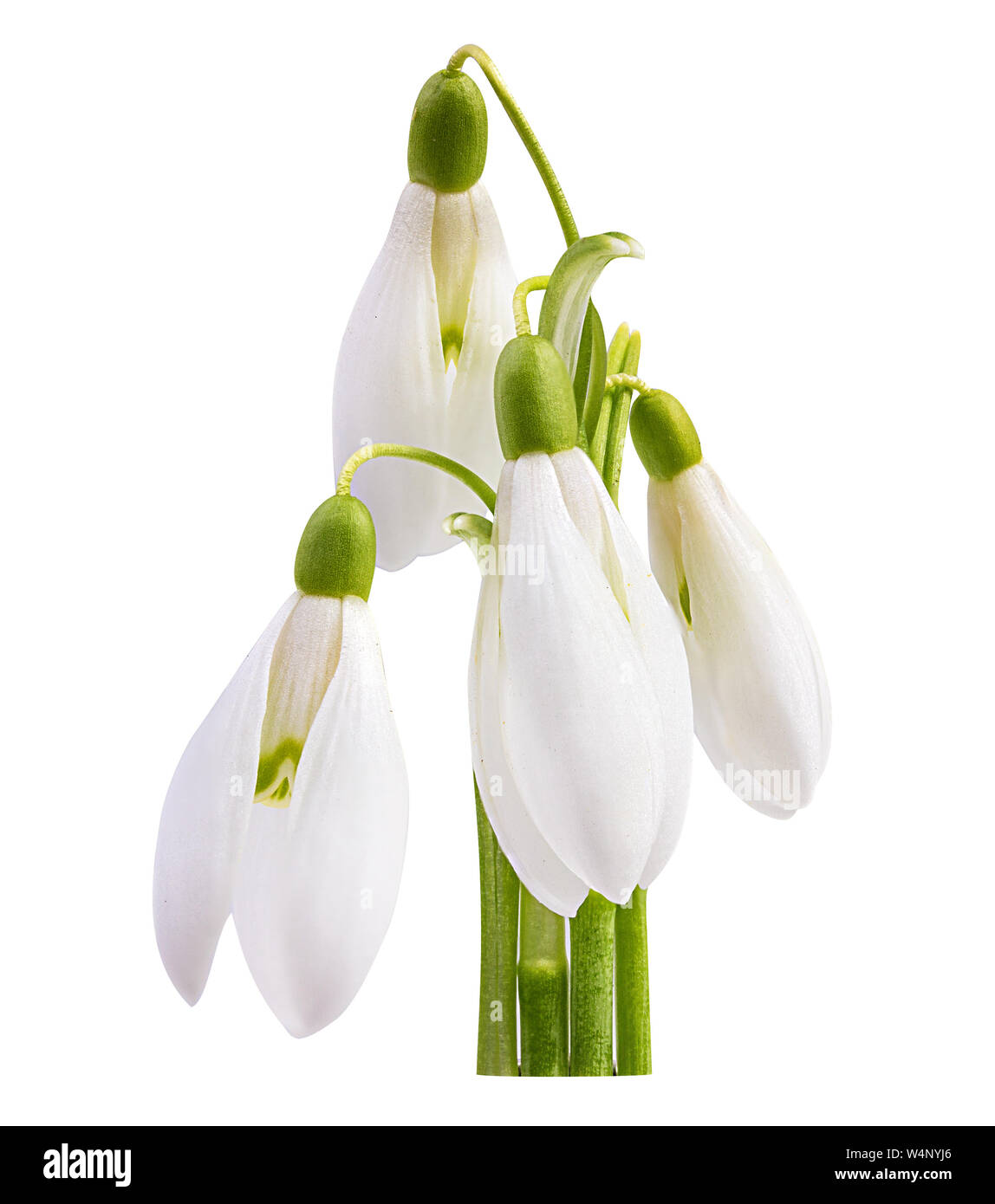 Beautiful snowdrops on snow Cut Out Stock Images & Pictures - Alamy