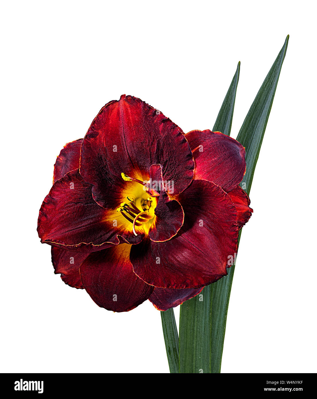 Lilly flower on white background Stock Photo - Alamy