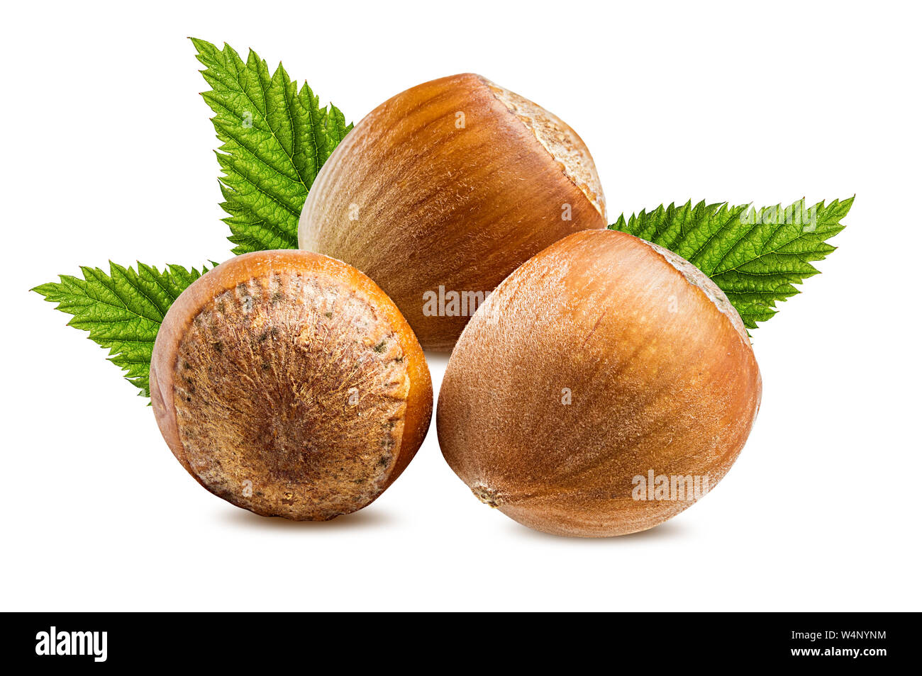 Hazelnut isolated on white background Clipping Path Stock Photo - Alamy