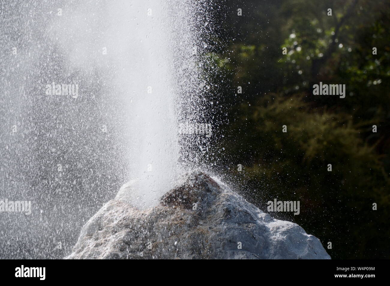 Lady Knox geyser new zealand spraying water fountain Stock Photo - Alamy