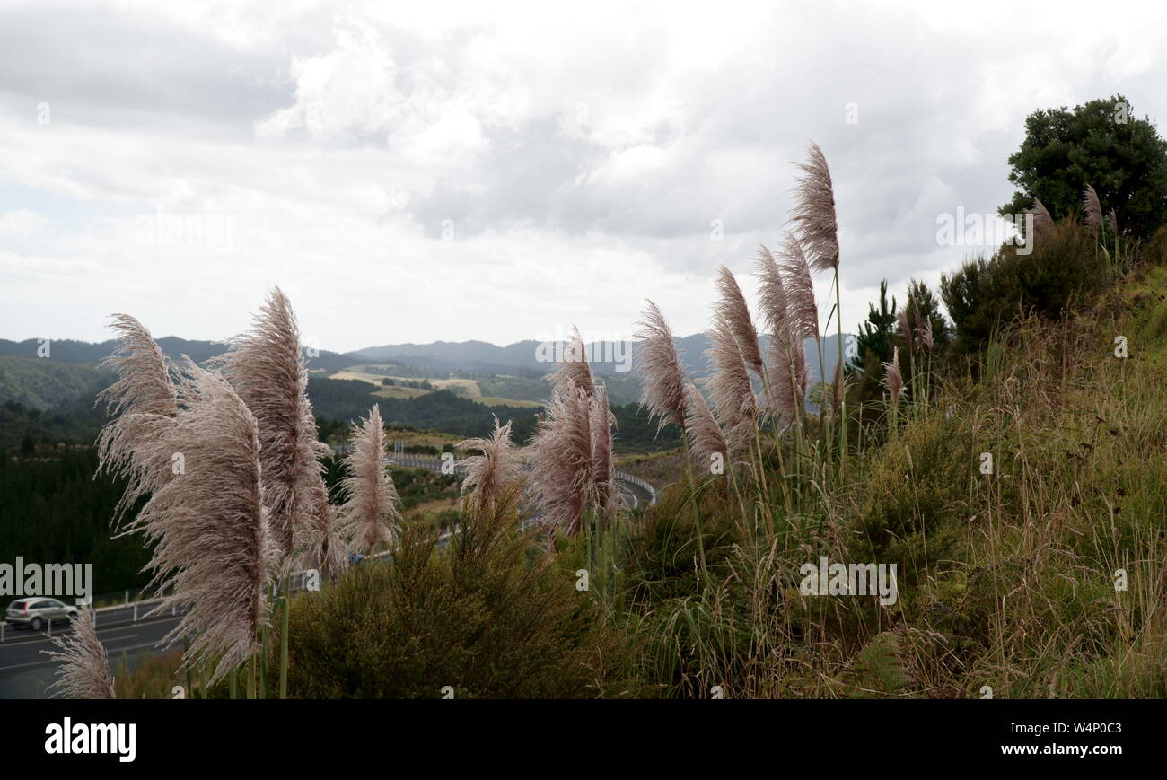Spear grass hi-res stock photography and images - Alamy