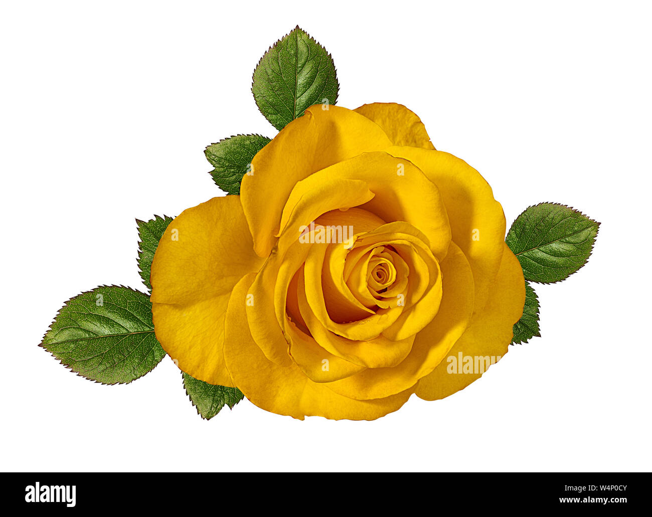 rose isolated on white background Stock Photo - Alamy
