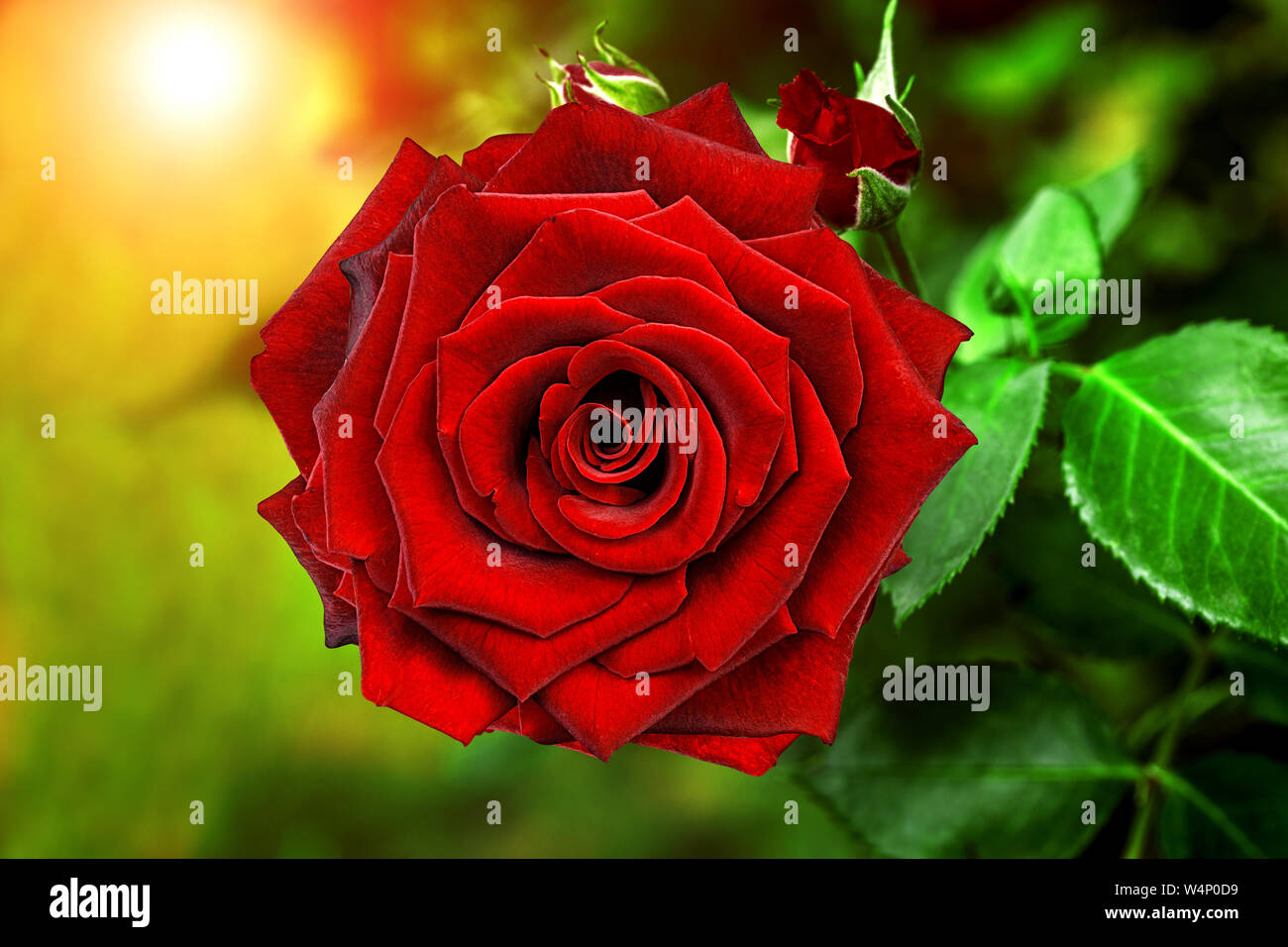Red roses close up. Background Stock Photo - Alamy