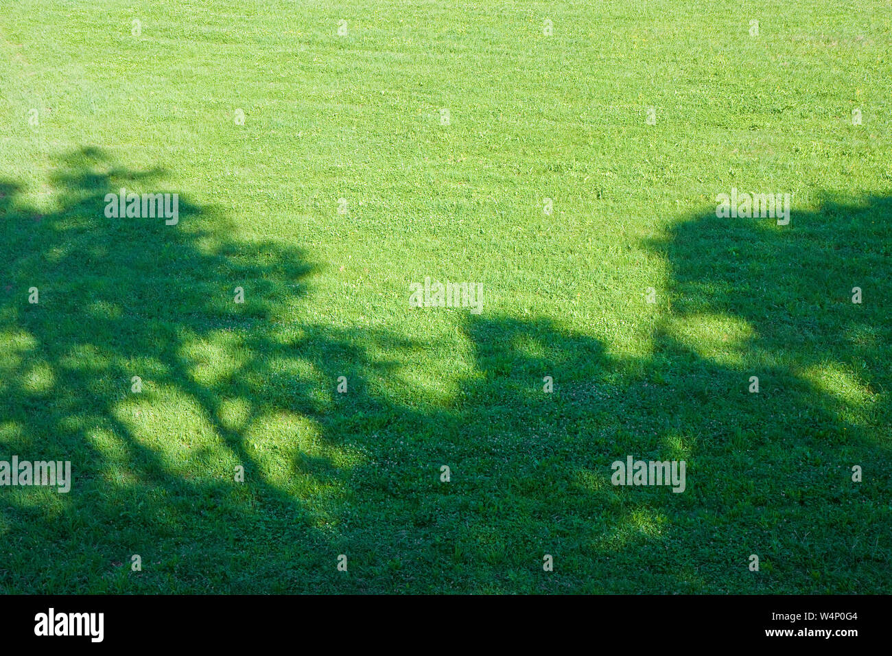 Green mowed lawn with tree shadow Stock Photo - Alamy