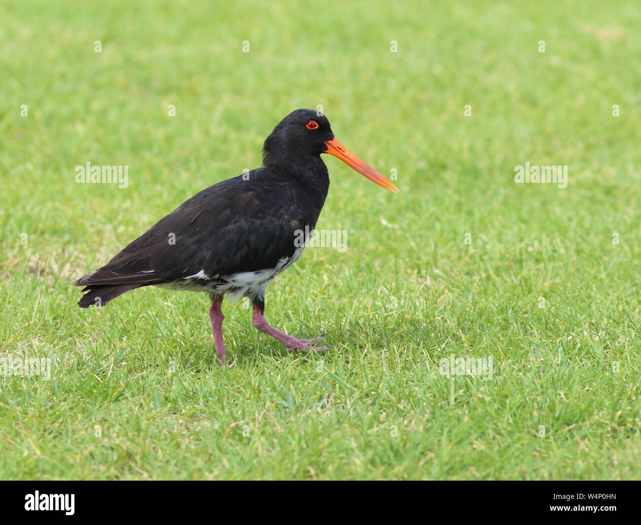 New zealand oystercatcher hi-res stock photography and images - Alamy