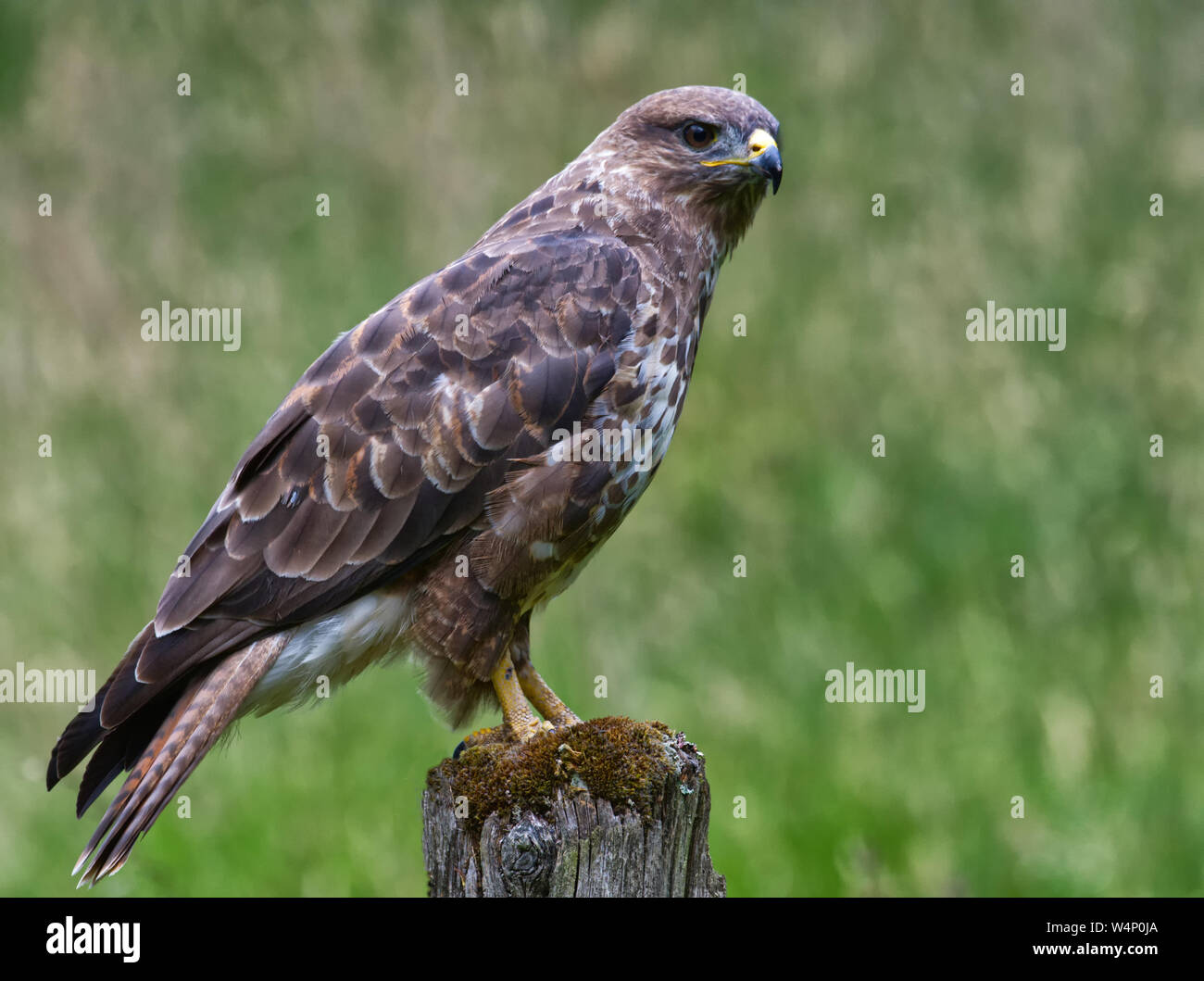 Buzzard pose hi-res stock photography and images - Alamy