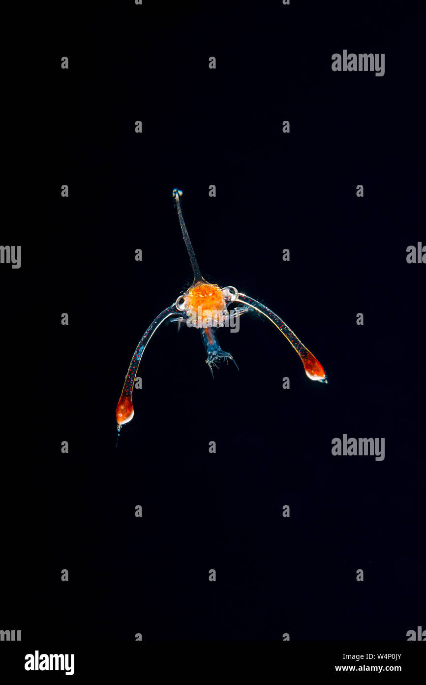 Planktonic Crustacean High Resolution Stock Photography and Images - Alamy
