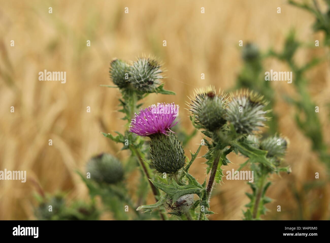 A thistle plant growing in front of a barley field Stock Photo - Alamy