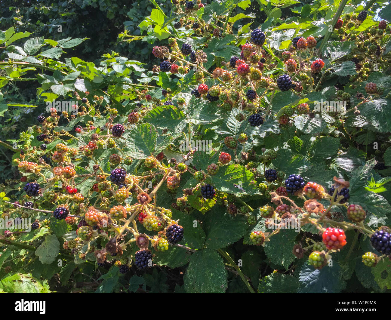 Blackberry (bramble) bush in mid summer, West Sussex, UK Stock Photo ...