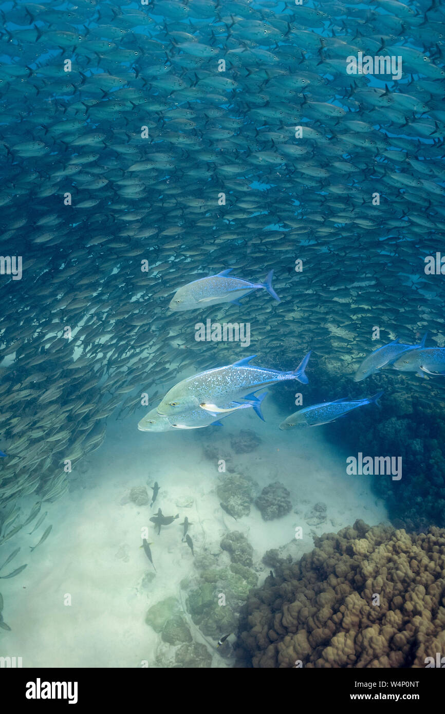 Bluefin Kingfish High Resolution Stock Photography and Images - Alamy
