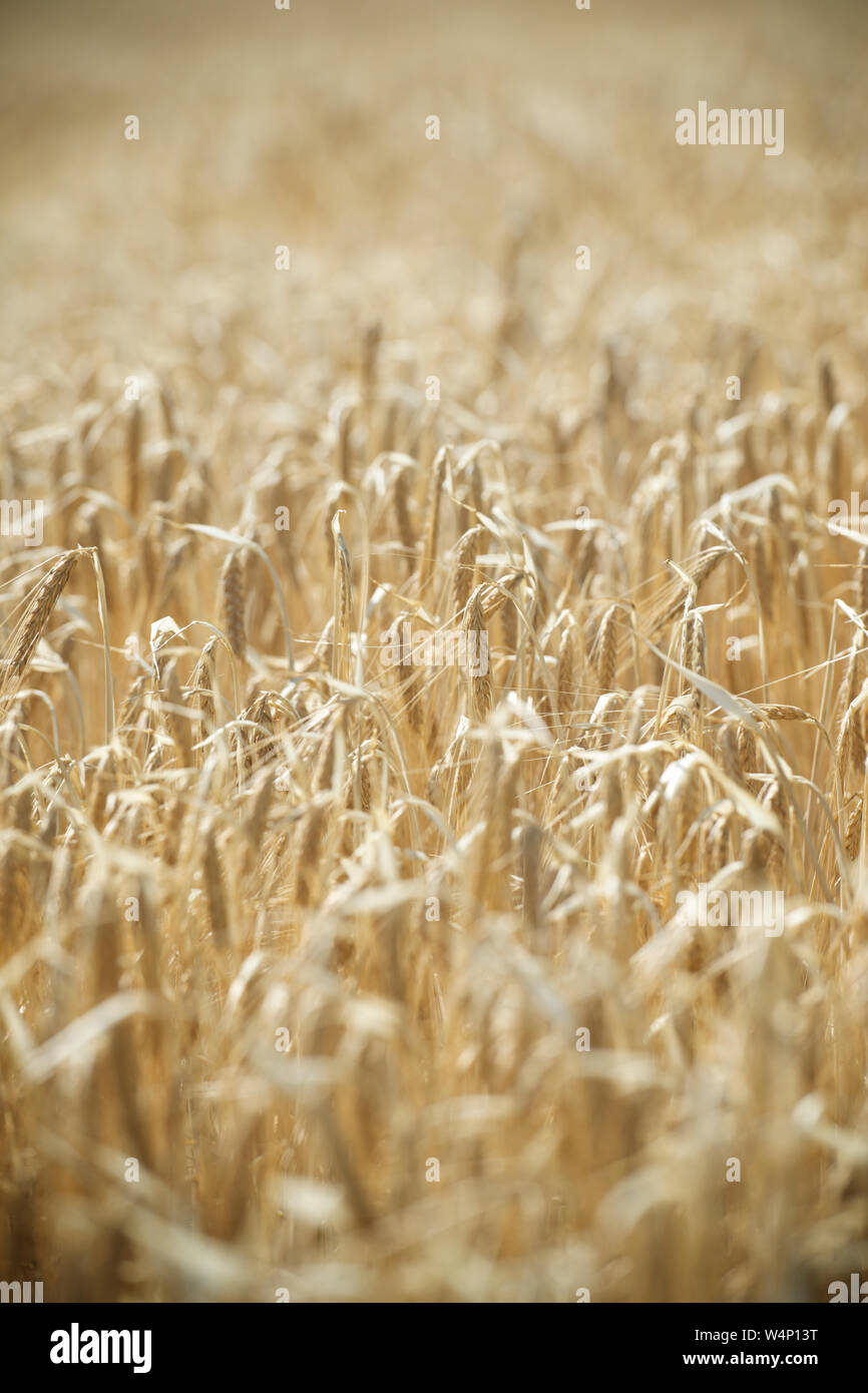 Cereal field close up Stock Photo - Alamy
