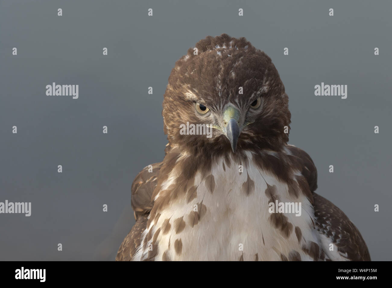 Stern bird hi-res stock photography and images - Alamy