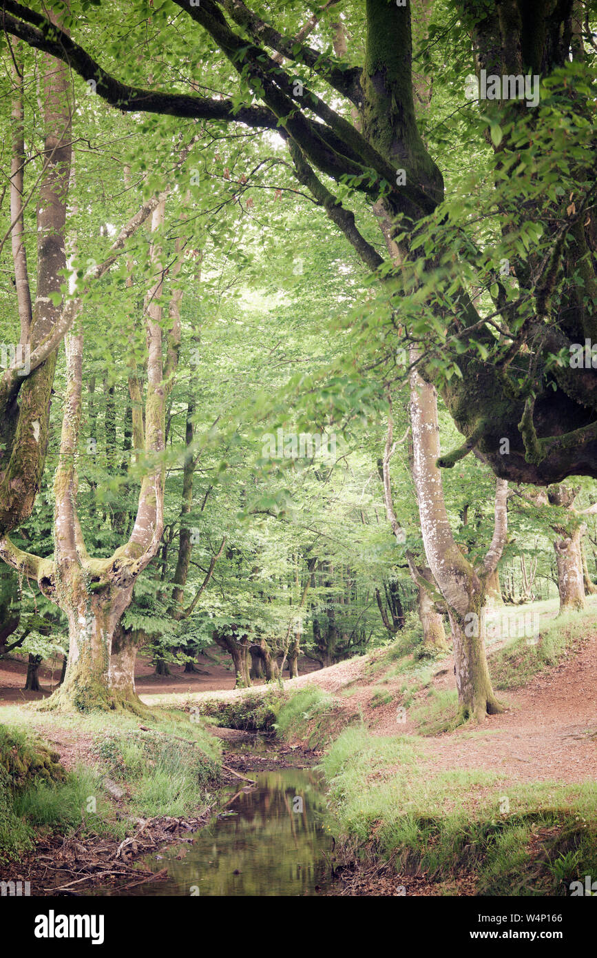 Old brown beech trees hi-res stock photography and images - Alamy