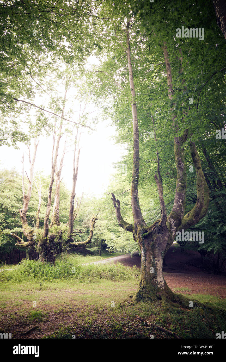 Beech forest spain hi-res stock photography and images - Alamy