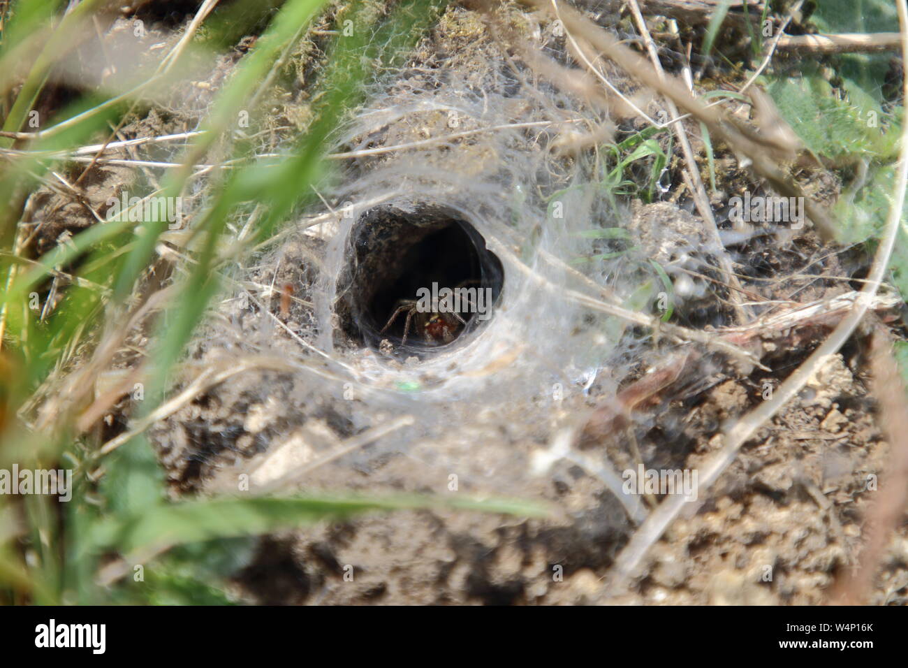 Labyrinth Spider Agelena Labyrinthica High Resolution Stock Photography ...