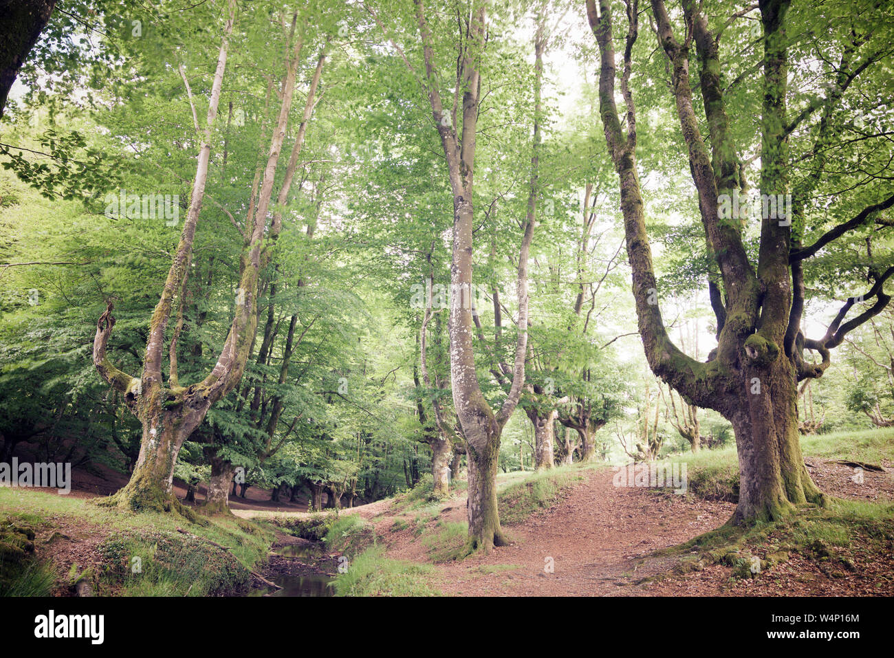Otzarreta beech forest in Spain Stock Photo - Alamy