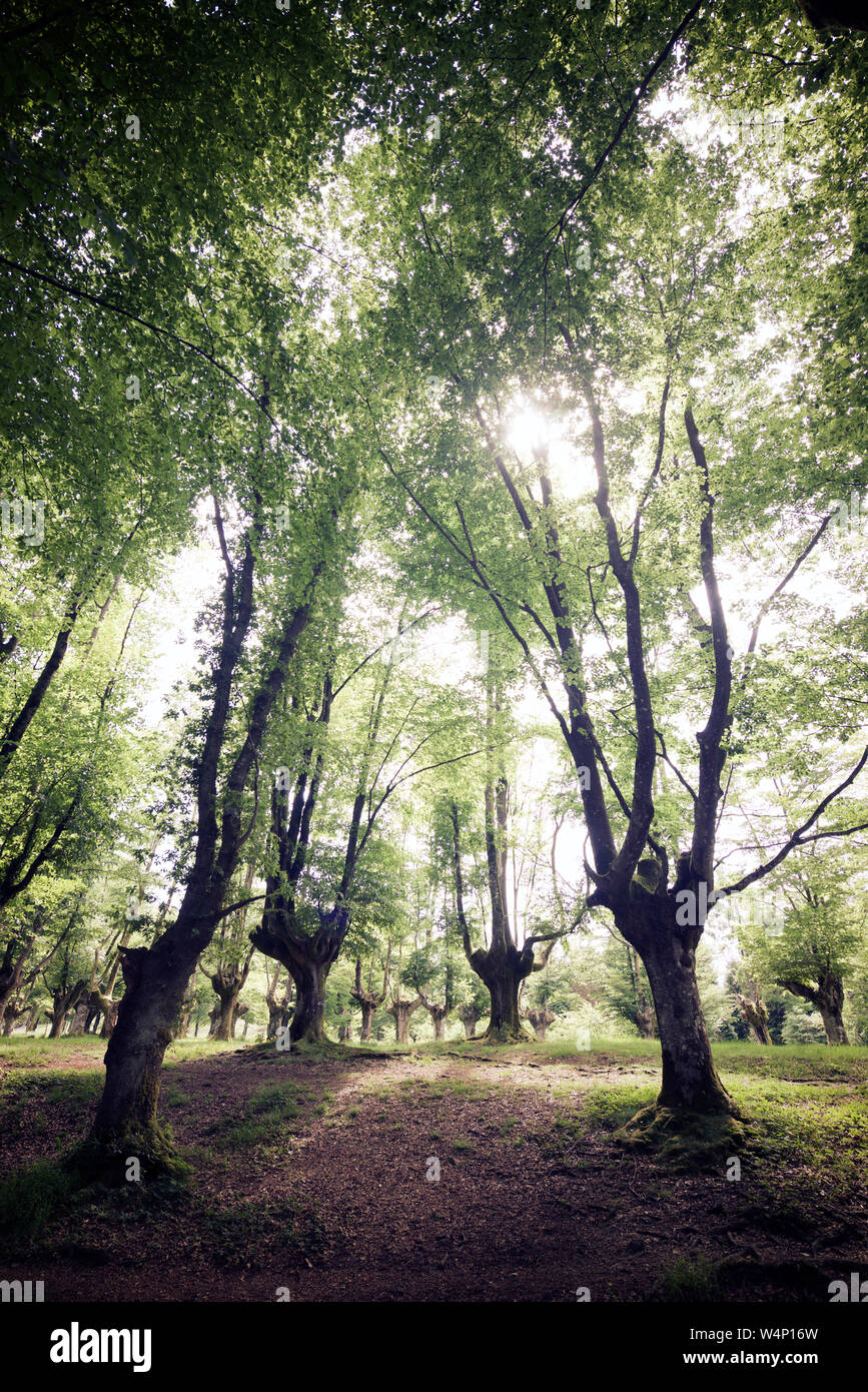 Beech forest spain hi-res stock photography and images - Alamy
