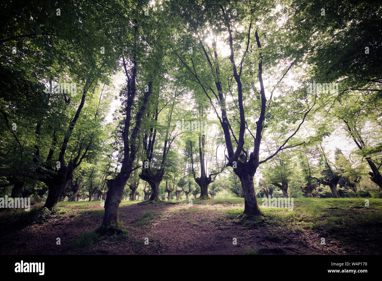 Famous forest hi-res stock photography and images - Alamy