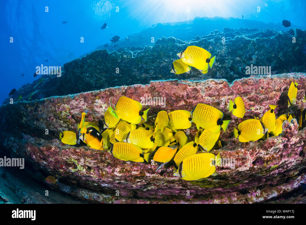 Chaetodon Miliaris High Resolution Stock Photography and Images - Alamy