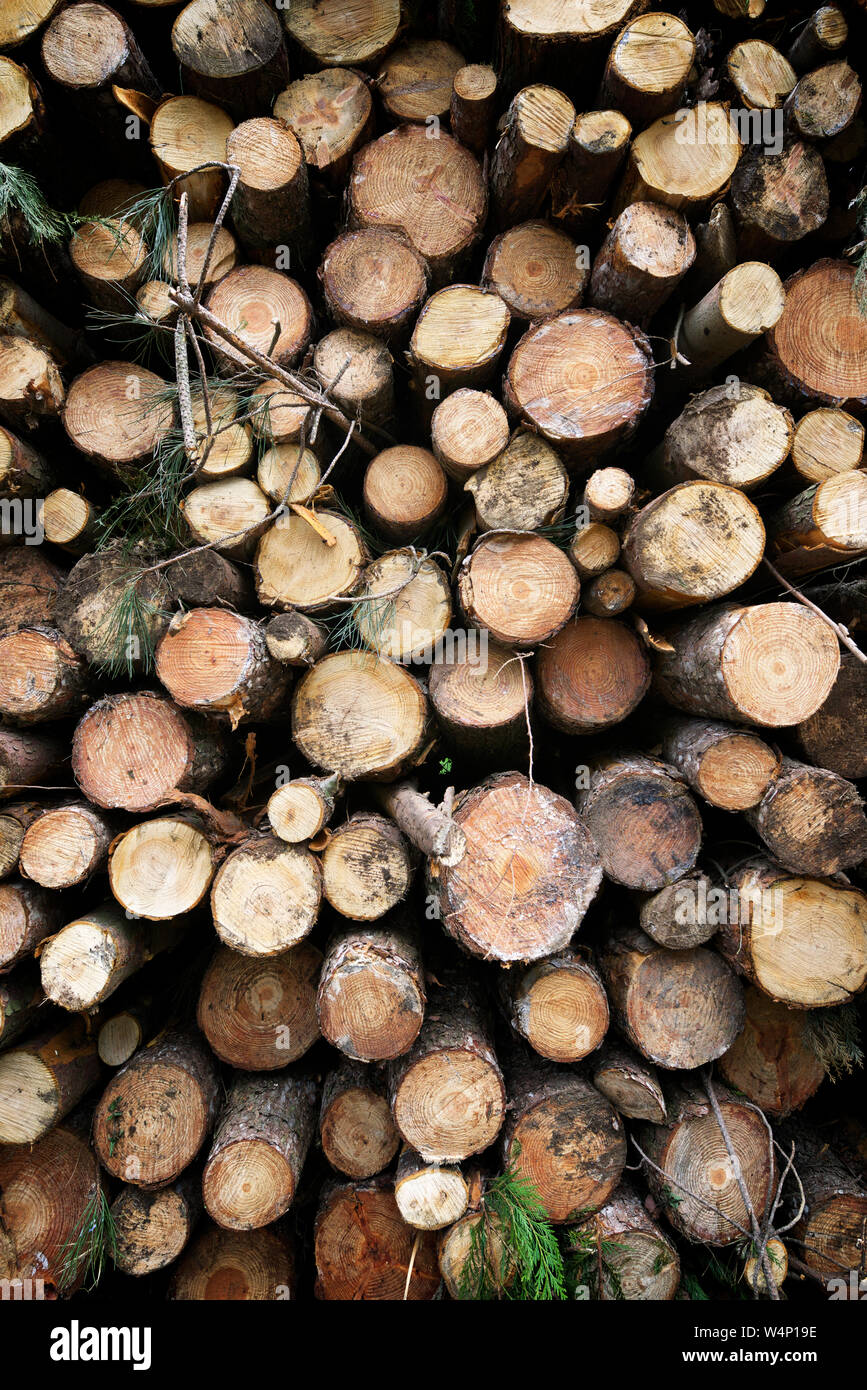 Woodpile deforestation hi-res stock photography and images - Alamy