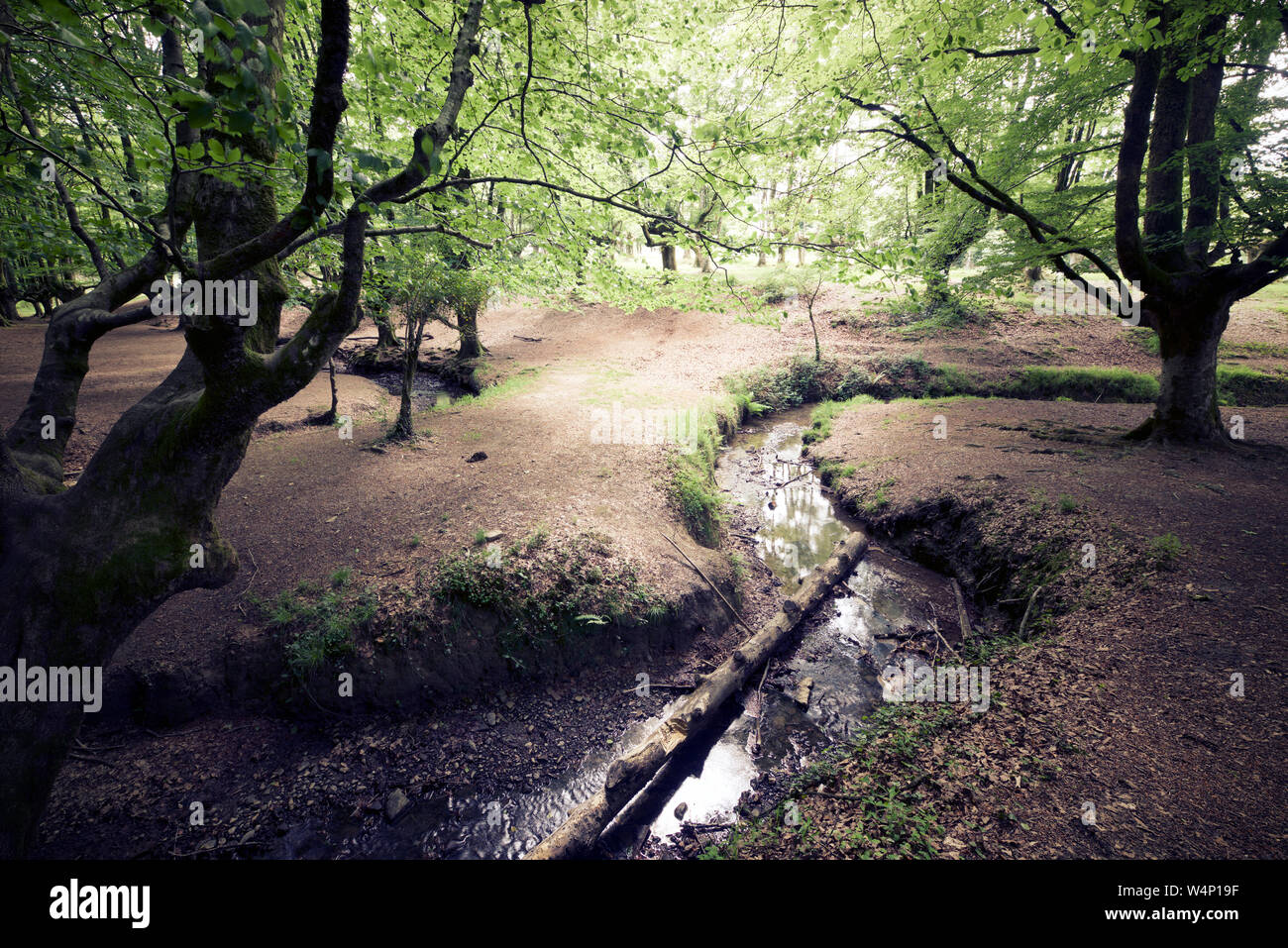 Forest spain hi-res stock photography and images - Alamy